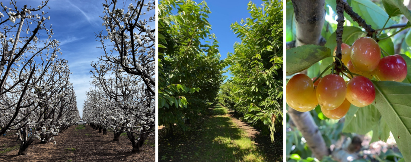 Nitrogen Demand and Seasonal Uptake Patterns for California Cherries | FREP