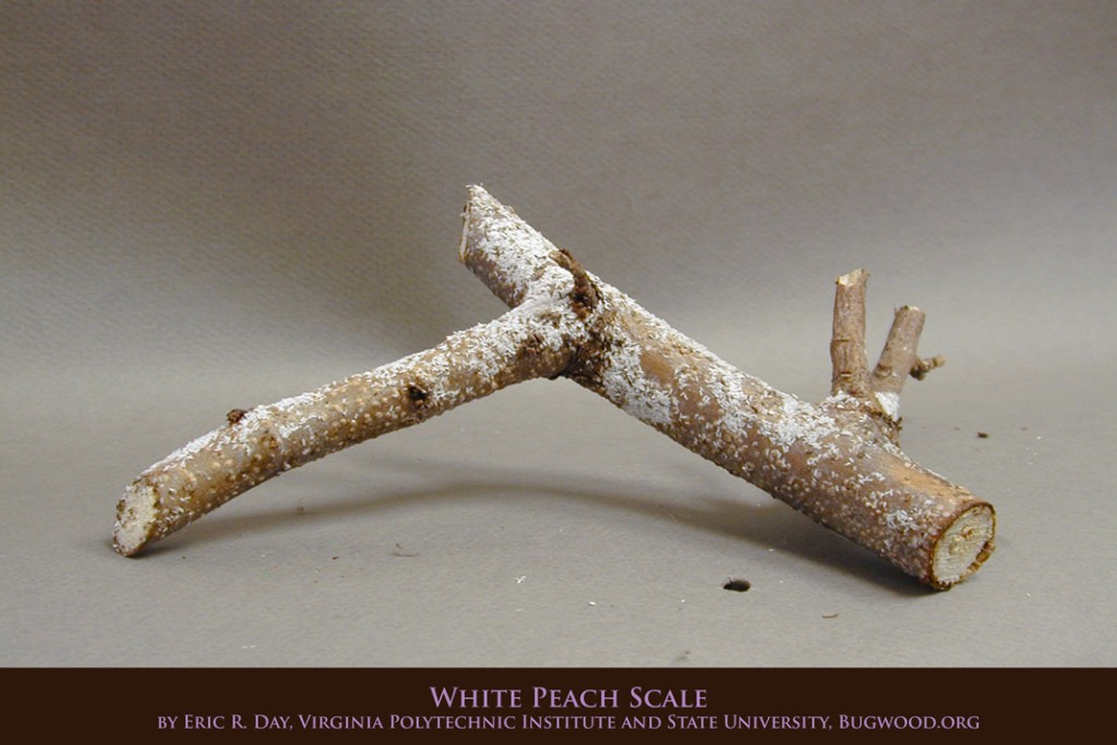 White Peach Scale | Pseudaulacaspis pentagona (Targioni) | Pest Rating ...