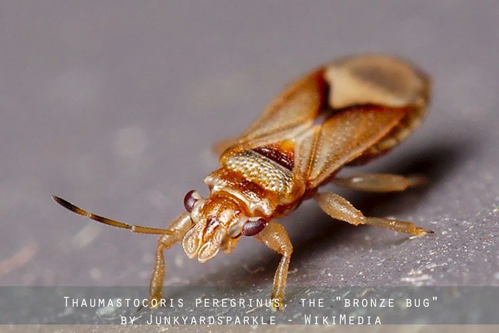 Bronze Bug | Thaumastocoris peregrinus Carpintero and Dellapé | Pest ...