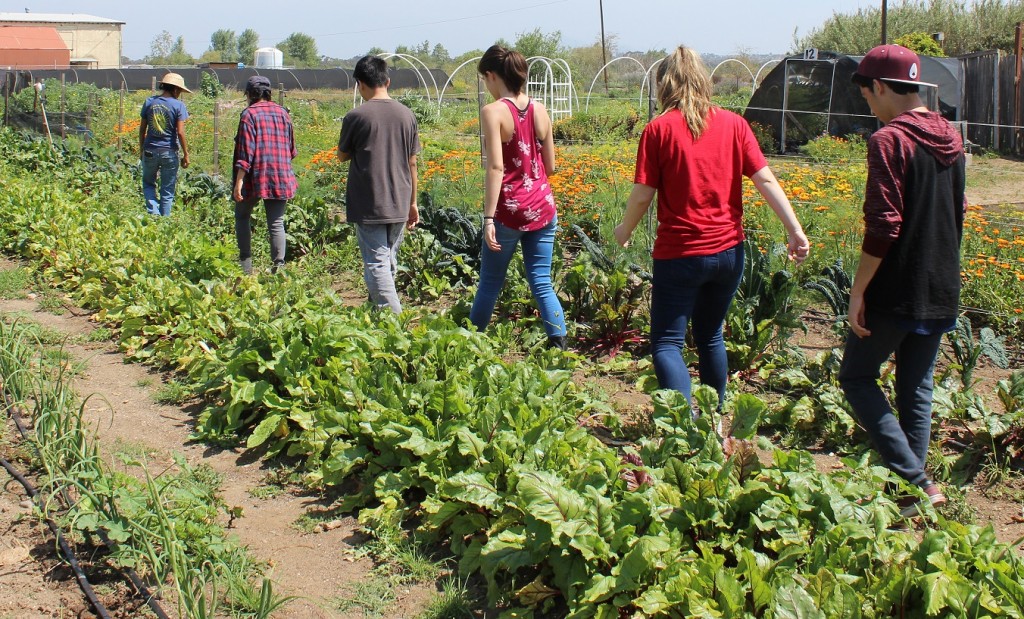 Golden Seed Awards, Apply Before June 30th! | Tales From The Field