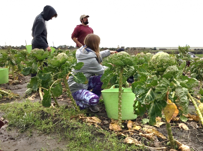 Tales From The Field | CDFA Office of Farm to Fork